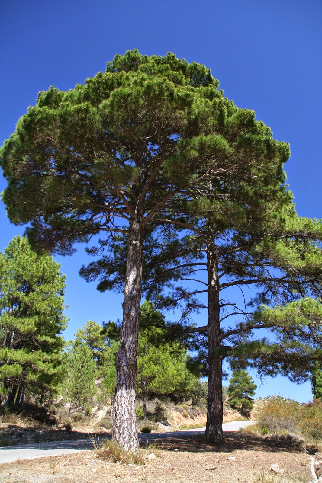 Árboles Monumentales de Murcia y Cuenca del Segura: Tudmiria: Pino ...
