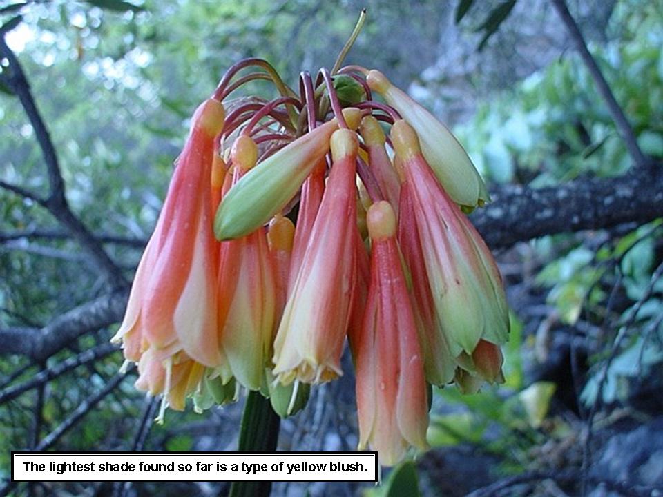 Sharing flower bulb information: Clivia mirabilis - a photographic ...