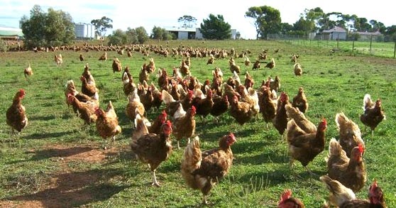 แบบโรงเรือนเลี้ยงไก่ไข่: การเลี้ยงไก่ไข่อินทรีย์แบบปล่อย