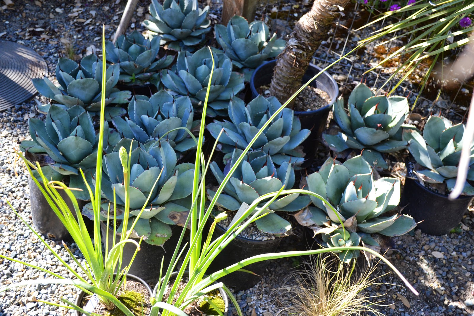 The Outlaw Gardener: Has it been a year already?