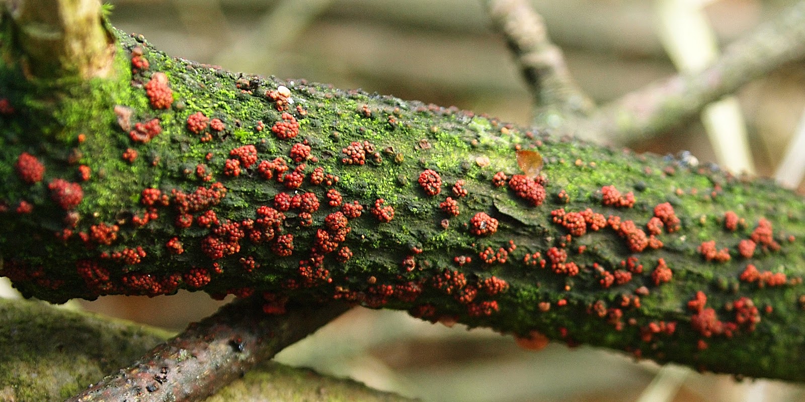 Calderdale Fungi - Halifax Scientific Society - Mycology Section ...