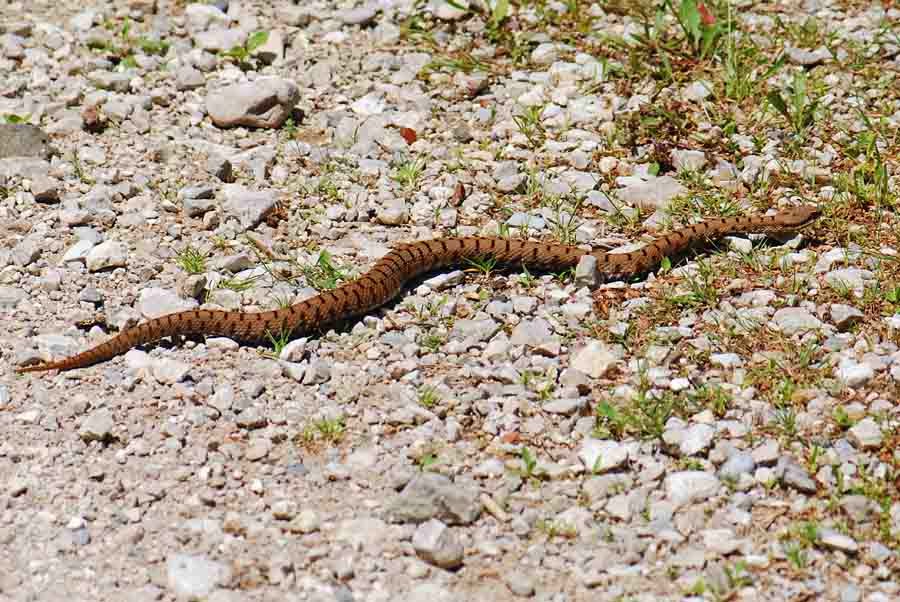 Serpenti, di tutto e di più: Vipera aspis