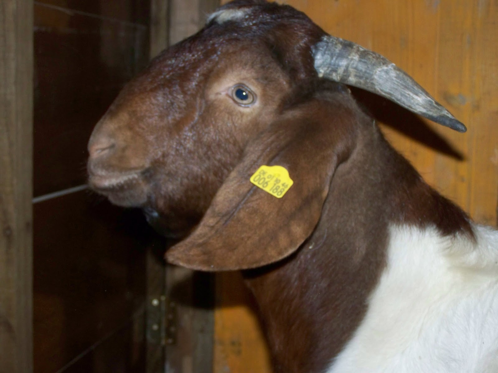 CABRAS BOER EUSKADI: Artepea-Boer