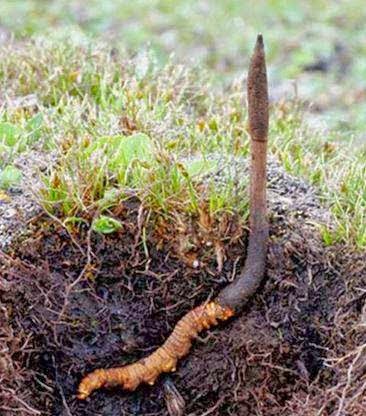 Yarsagumba | News Today