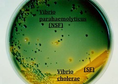 Media Pertumbuhan (Buatan) Mikrobiologi - Mydokterhewan