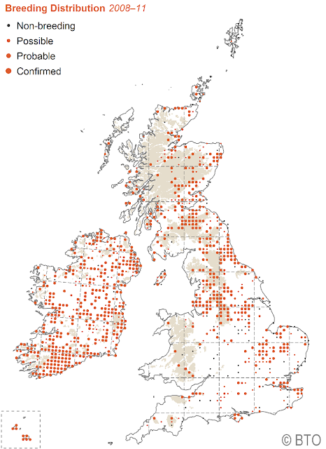 TrogTrogBlog: Bird of the week - Long-eared owl