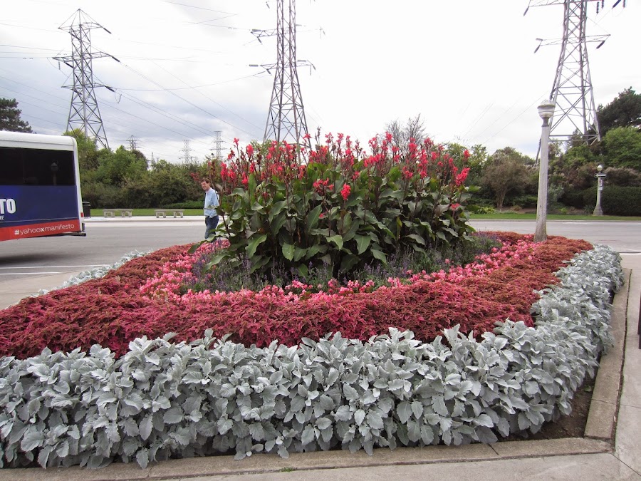Canna índica o capacho, achira, lengua de dragón... | Plantas