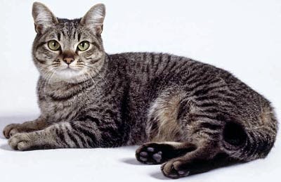 Natura & Animali: La genetica dei colori nei gatti