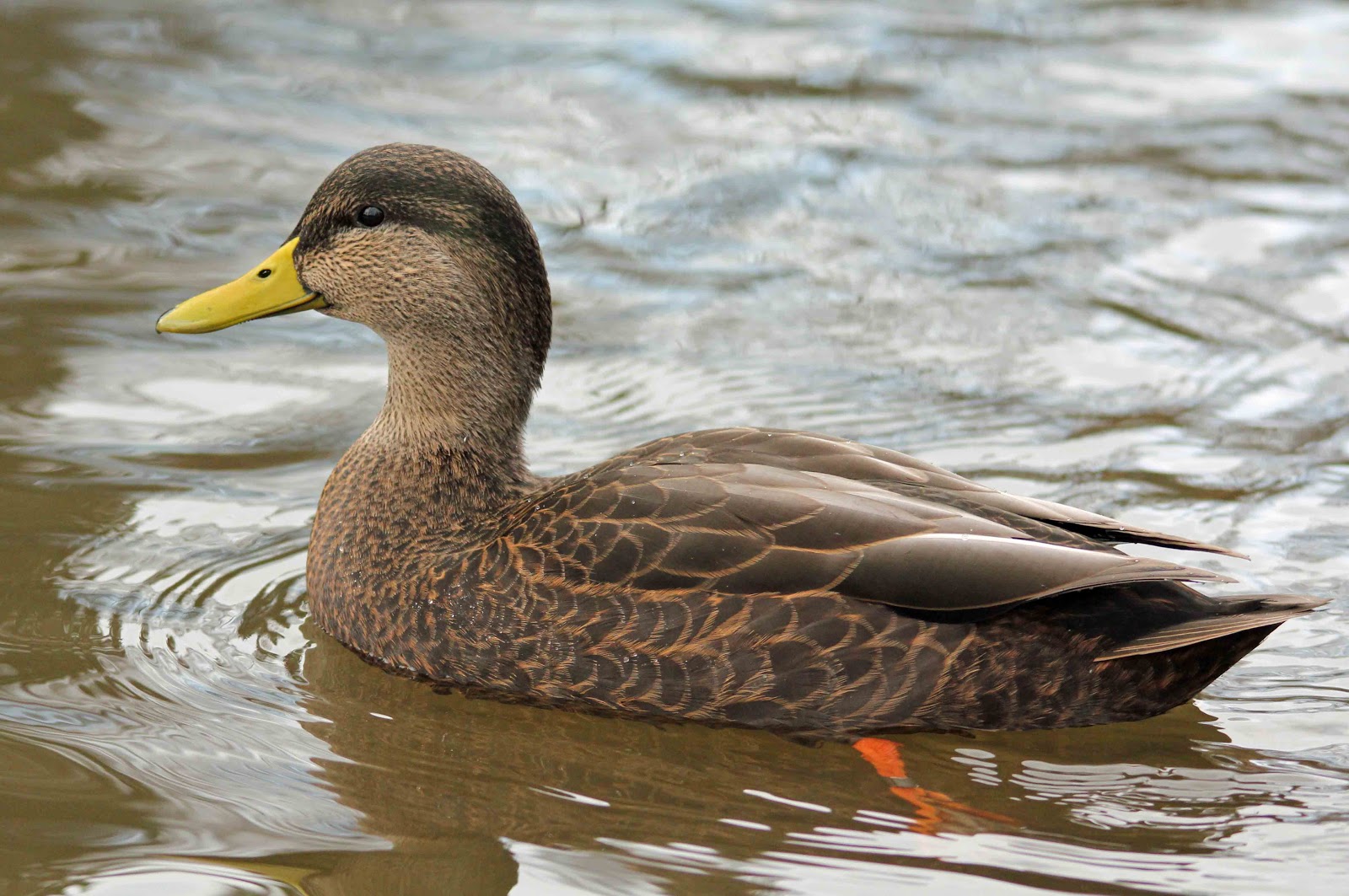 OSLO BIRDER: The duck formerly known as Black Duck
