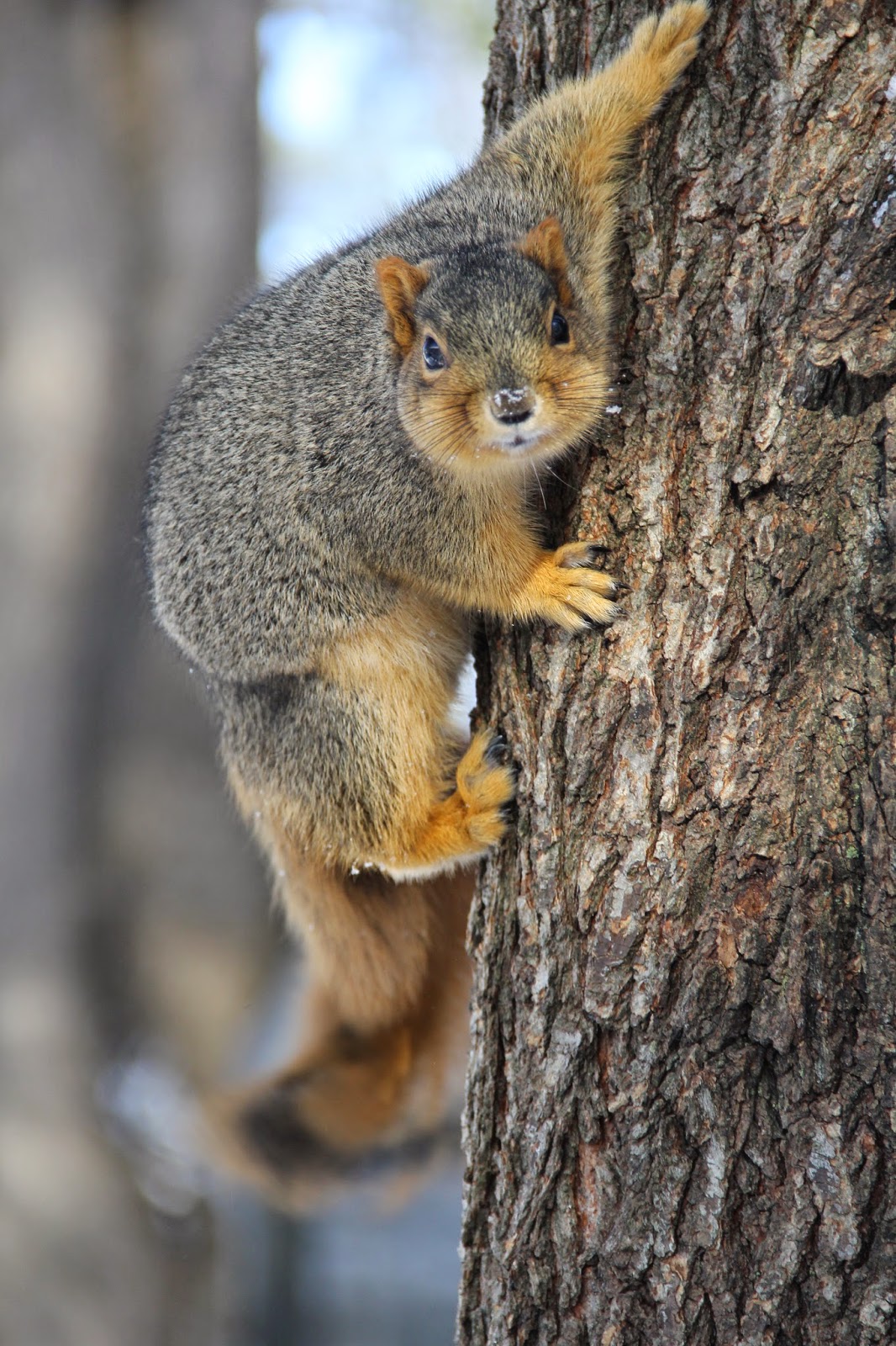 Isabella Conservation District Environmental Education Program: Fuzzy ...