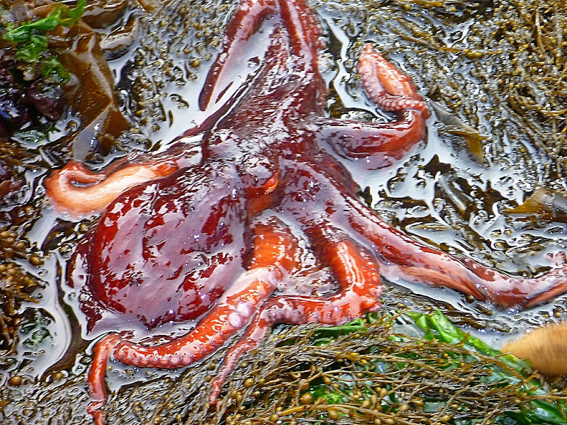 Buzz's Marine Life of Puget Sound: Last Good Low Tides of Summer