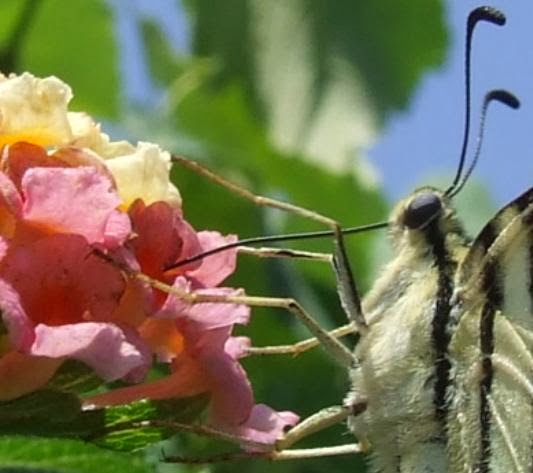 Classe Terza: La bocca della farfalla: la spirotromba.