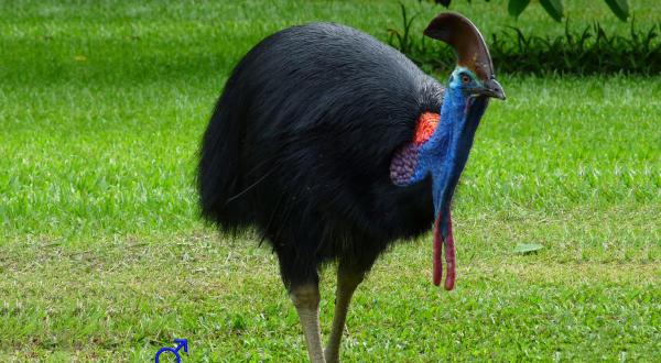 Animais Incríveis: Casuar (Casuarius spp)