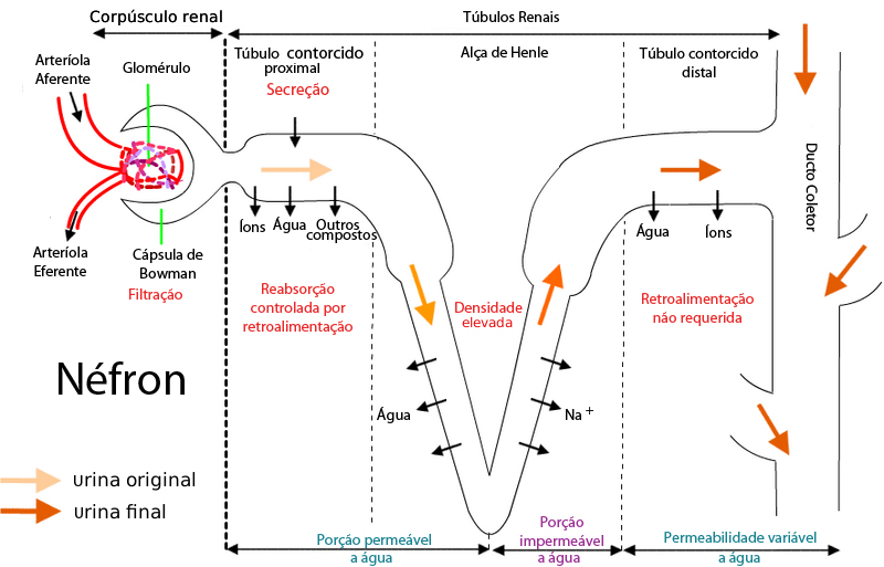 Sistema Excretor ~ Fazendo Resumos