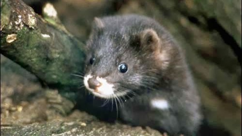 OccupyForLife: Chelia si haina de iarna a animalelor / The bold head ...