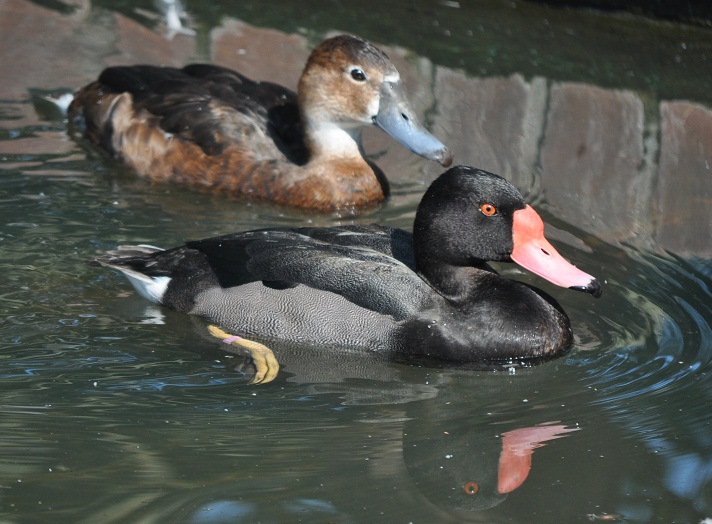 ZOOTOGRAFIANDO (6.100 ANIMALS): PATO PICAZO / ROSY-BILLED POCHARD ...