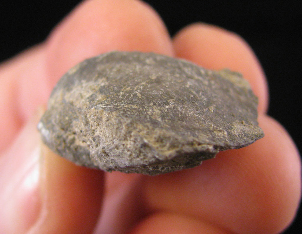 Views of the Mahantango: Athyris amanshauseri brachiopod from Sötenich ...