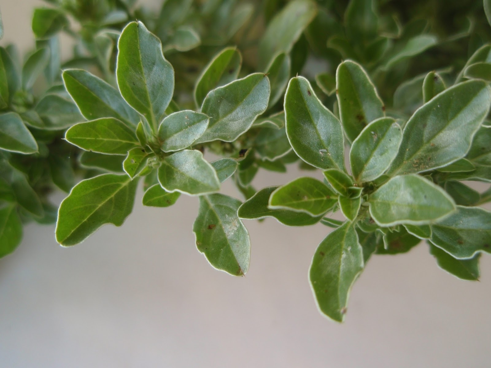 HERBARIO VIRTUAL DE BANYERES DE MARIOLA Y ALICANTE: Amaranthus albus ...