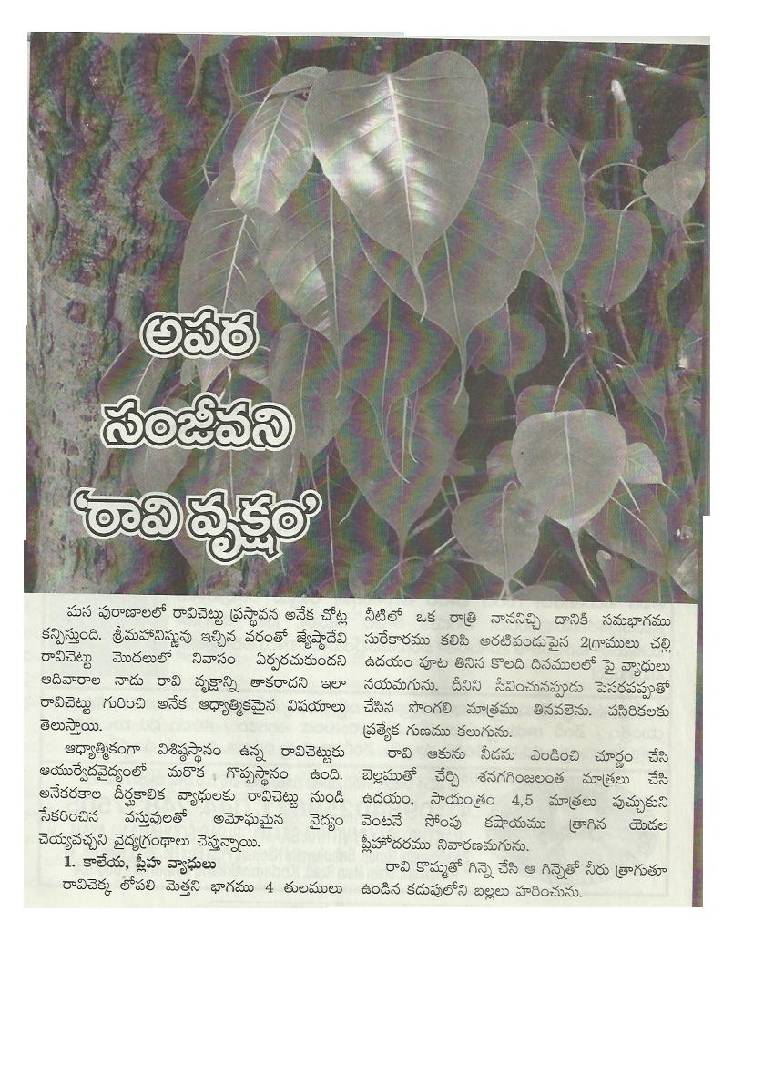 AYURVEDAM - ఆయుర్వేదం: RAVI CHETTU ( PIPAL TREE ) - AYURVEDAM