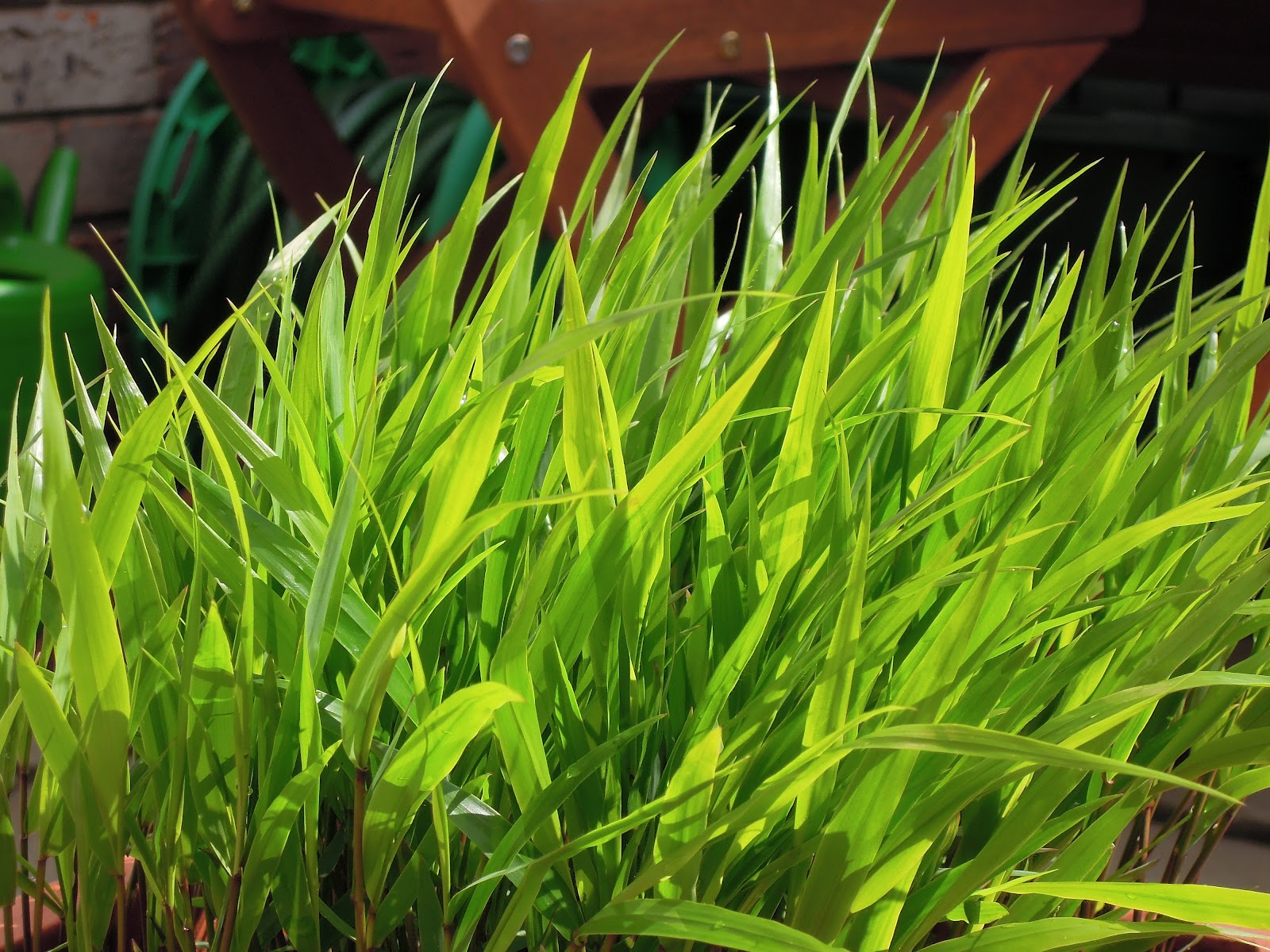 Blooming Wild Nursery: Savouring spring foliage