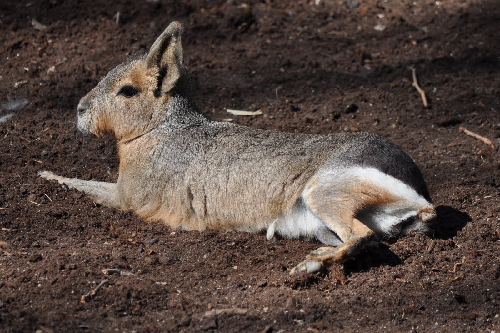 ZOOTOGRAFIANDO (6.100 ANIMALS): MARA DE LA PATAGONIA / PATAGONIAN MARA ...