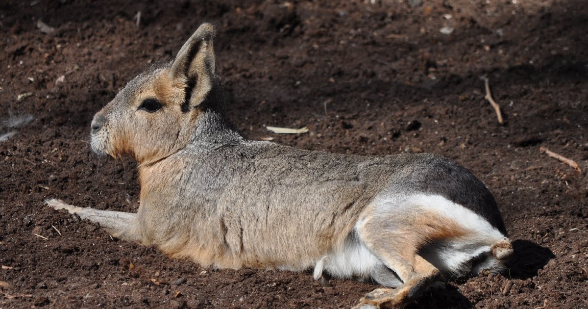 ZOOTOGRAFIANDO (6.100 ANIMALS): MARA DE LA PATAGONIA / PATAGONIAN MARA ...