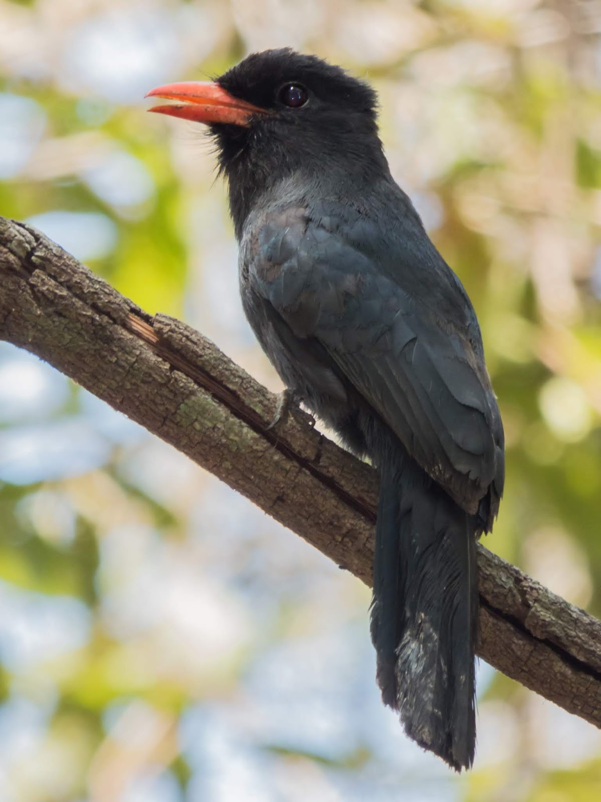 Aves do Cerrado Goiano