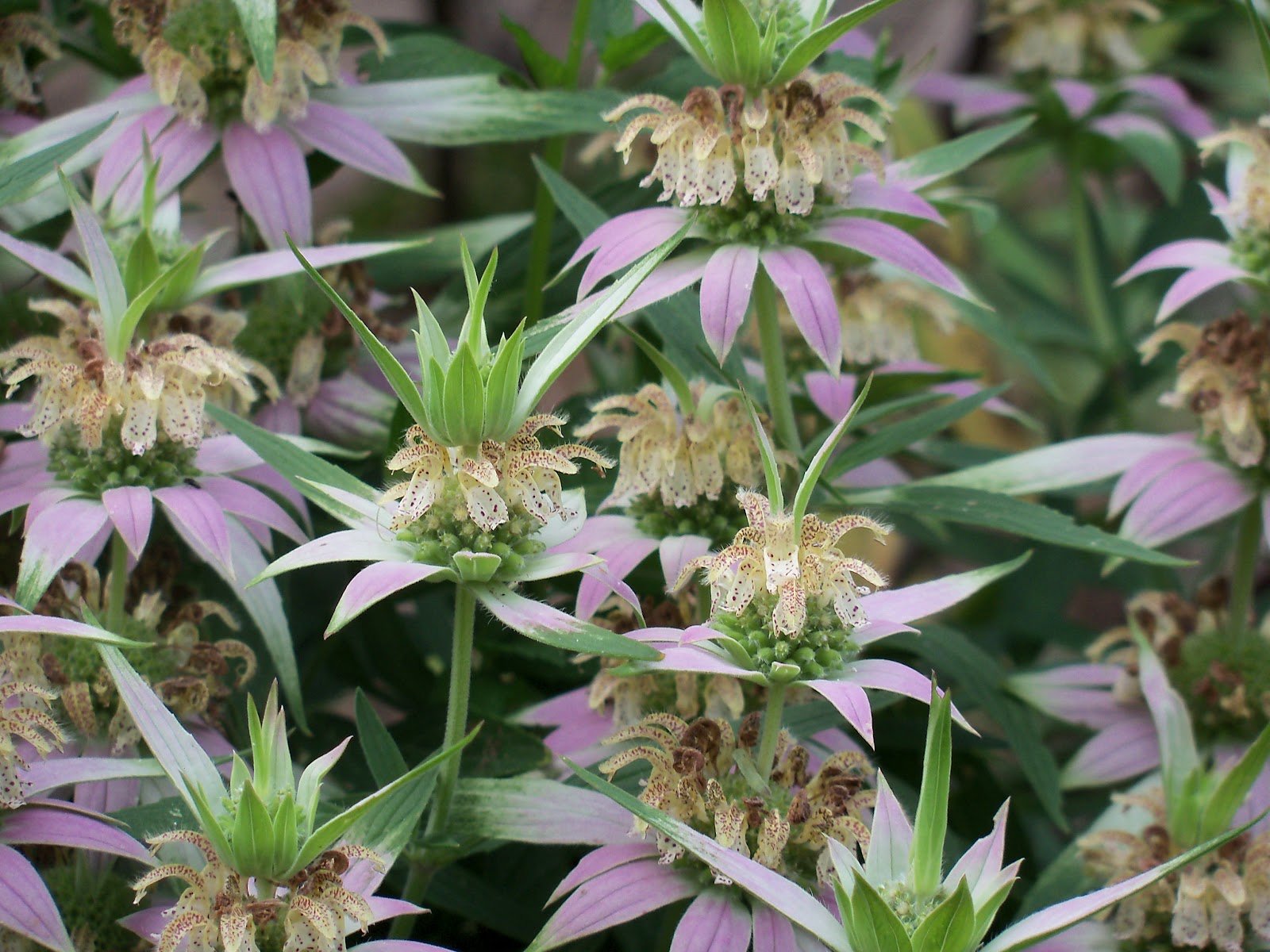 Plant Journeys: Monarda Punctata: Flower Portraits of a spotted bee balm