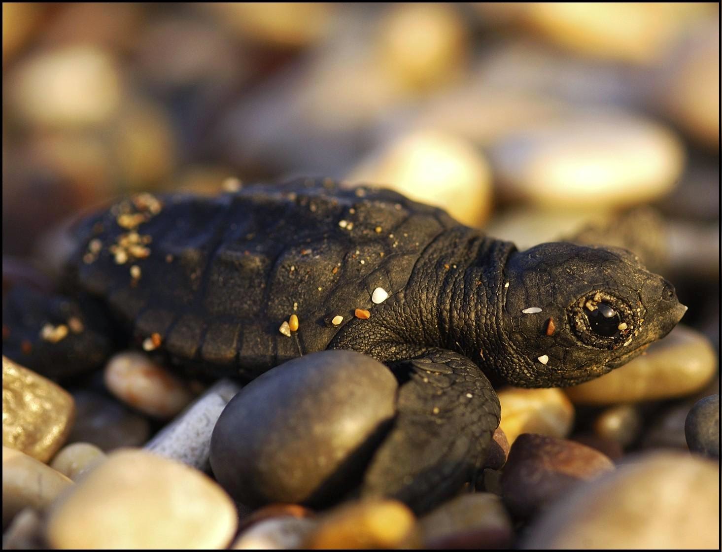 Paleontología y Evolución en la UCM: Solemididae: "Las tortugas del sol ...