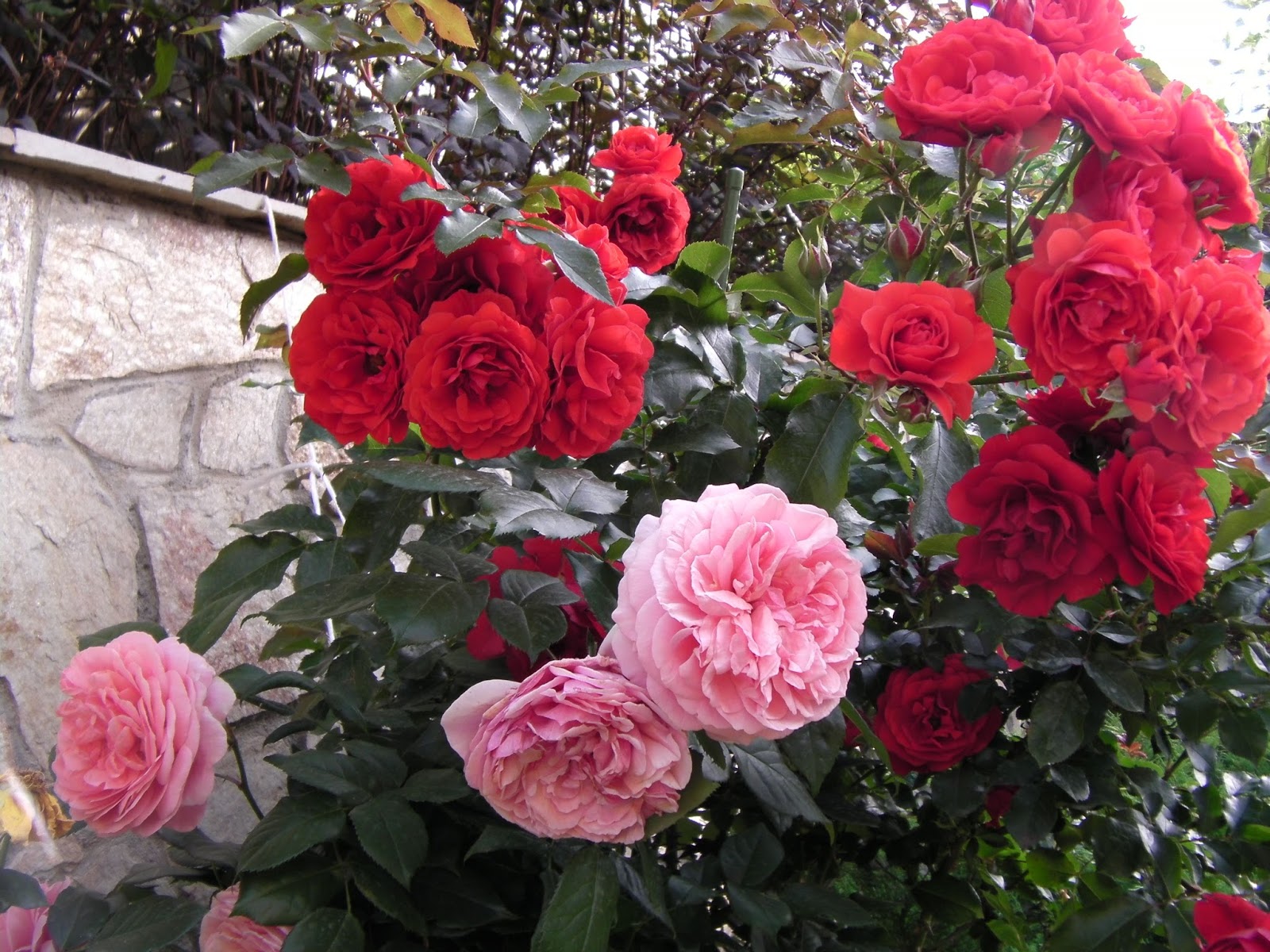 Снимки на красиви рози ~ Цветна градина