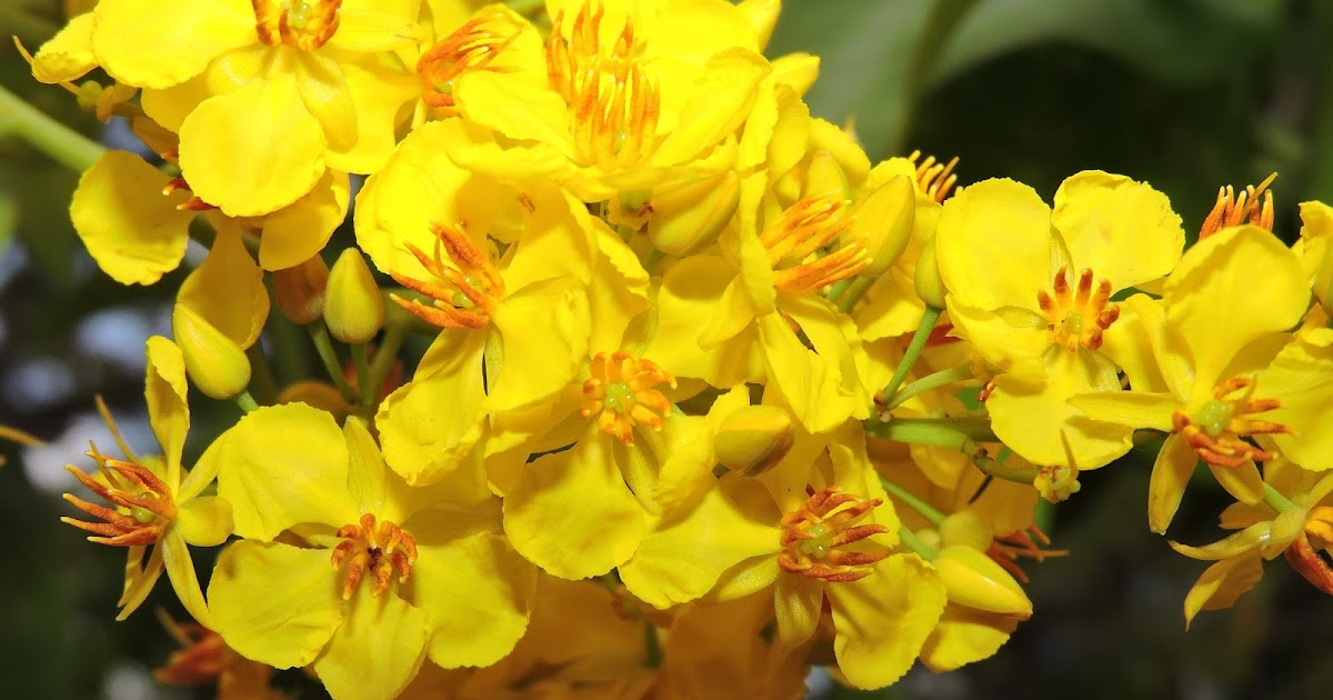 Flora campus I: Ochnaceae - Ouratea sp.