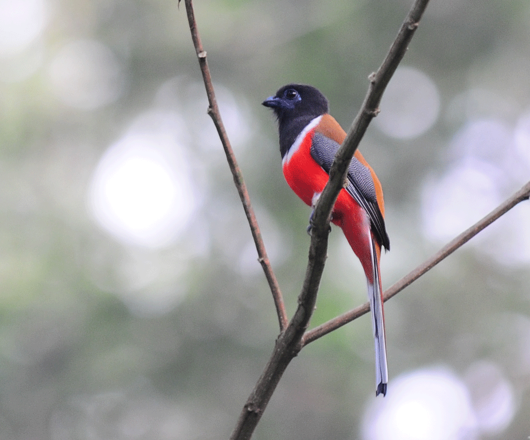 ZOOTHERA BIRDING BLOG: Salim Ali Bird Sanctuary