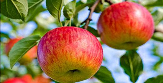 Nepalese Update: Fuji Apples In Jumla Nepal