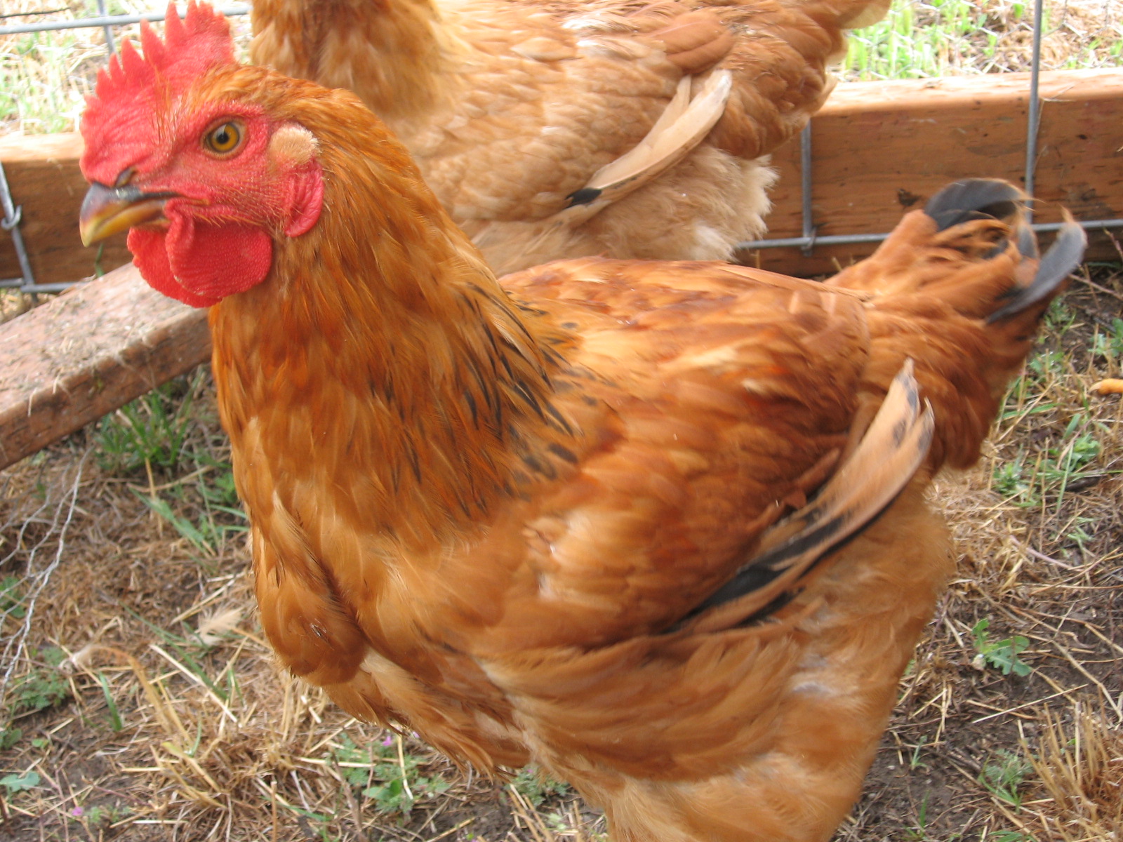 Project Freedom Ranger