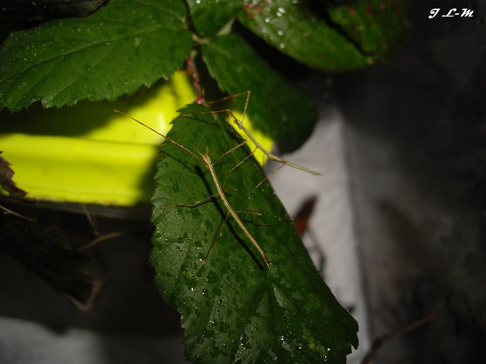 El insectario: RAMULUS ARTEMIS