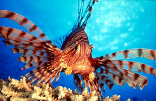 Venomous Fish - Fishes