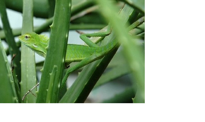 NURUL JADID: ADAPTASI MAKHLUK HIDUP