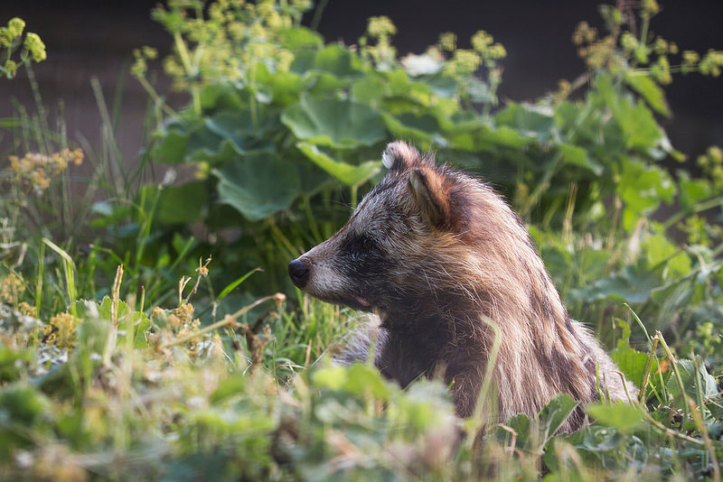 El Perro Mapache o 'Tanuki'