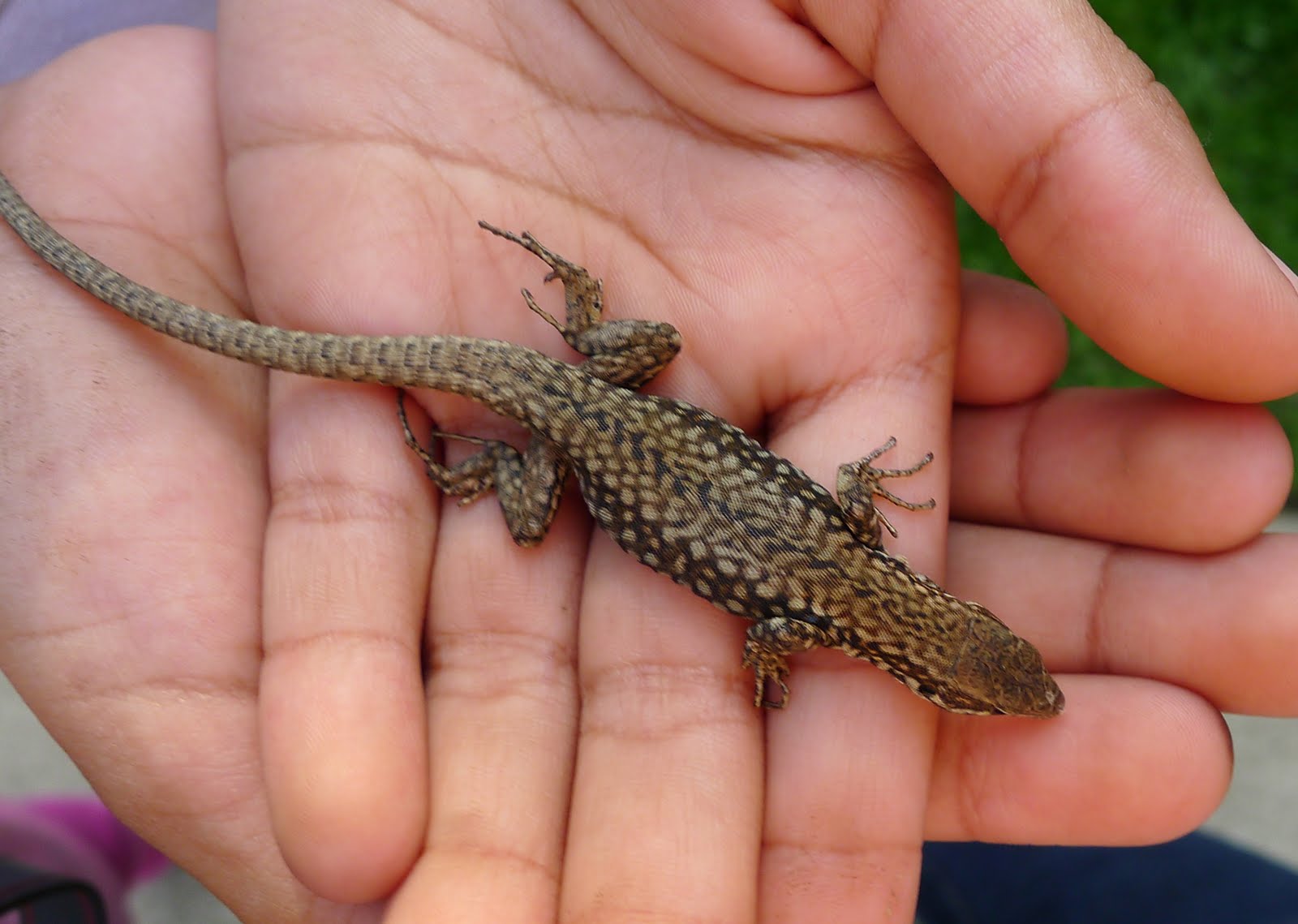 To Infinity and Beyond...: Luke Skywalker Lazarus Lizard