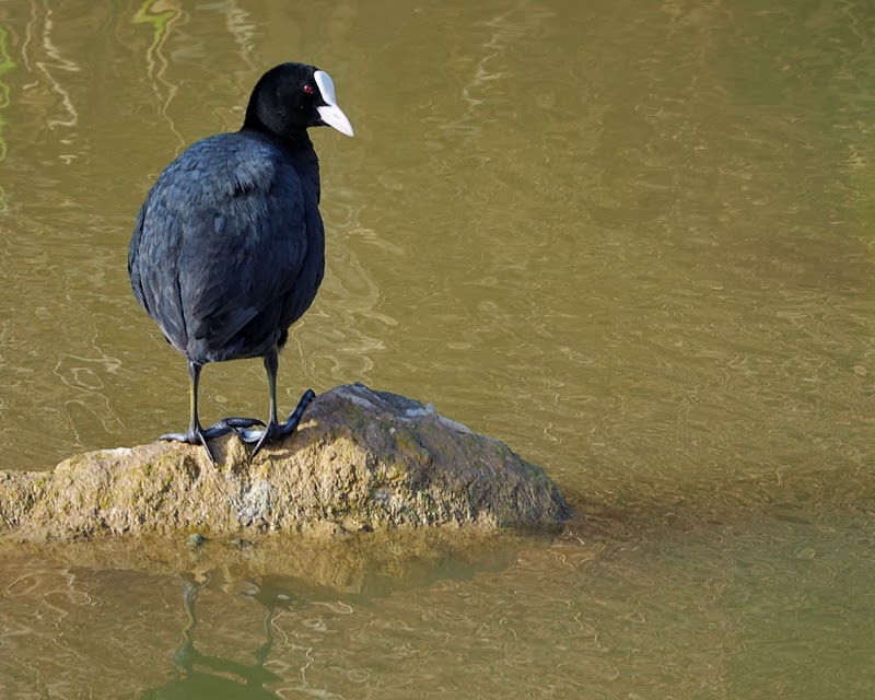 Nitideces de Miguel: Mirando de reojo