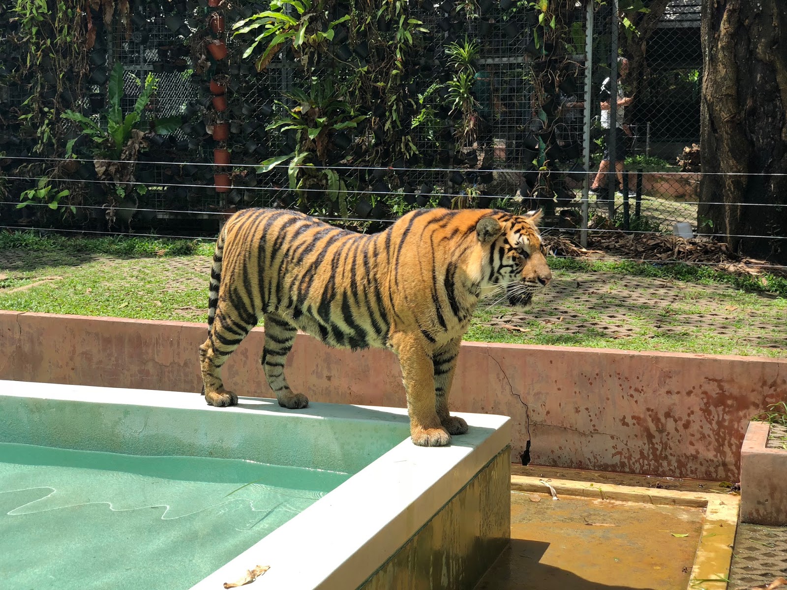 Honkonga. Pārcelties uz citu planētu: Puketa, Taizeme