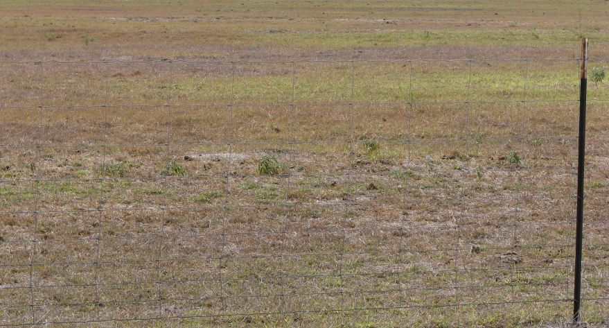 Coastal Bend Agriculture Briefs: Cattle and Pasture Drought Management Tips