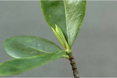 PlantWerkz: Caralia Brachiata "Honiara"