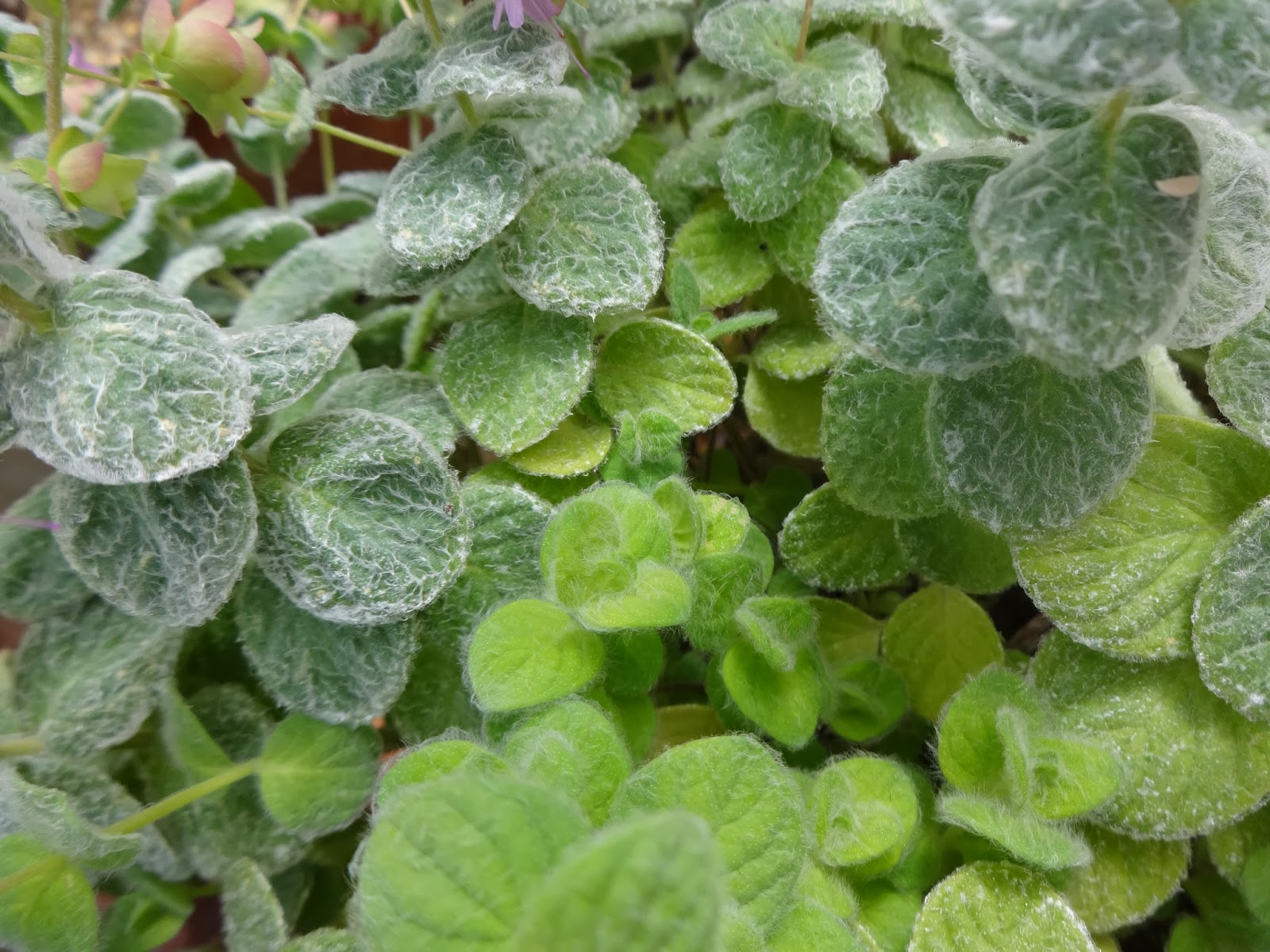 Zioła z Odległych Krain: Dittany of Crete, Origanum dictamnus ...