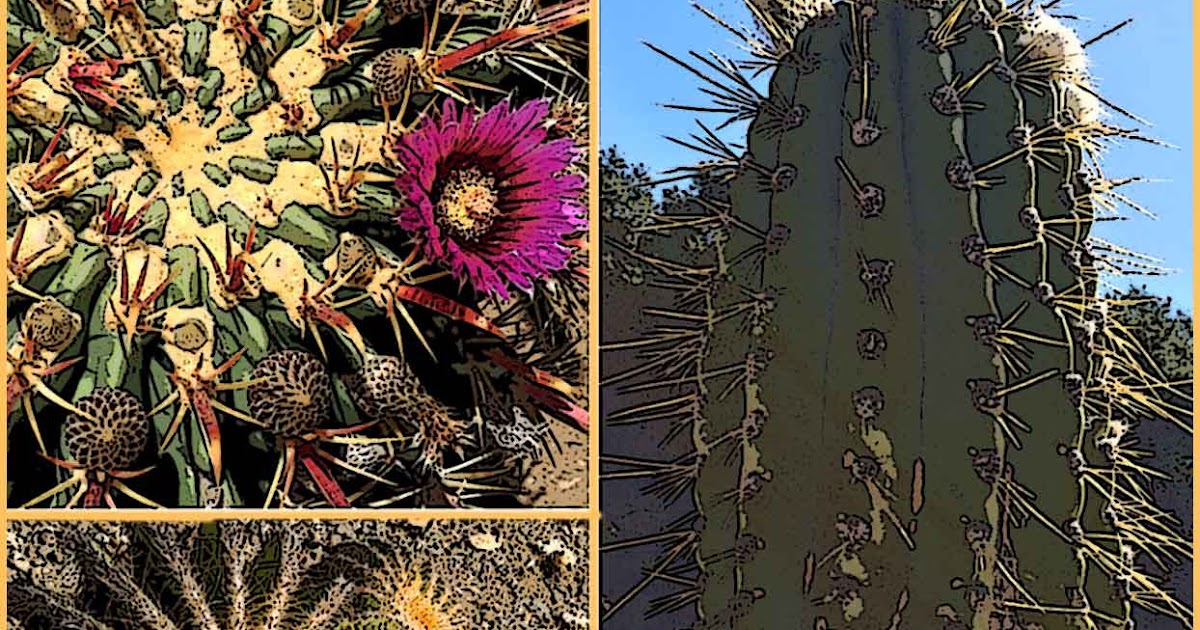 Postcard From California: Senita People - Eat it Up - Cactus