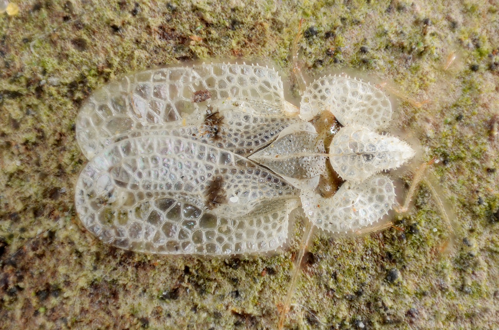 Real Monstrosities: Lace Bug