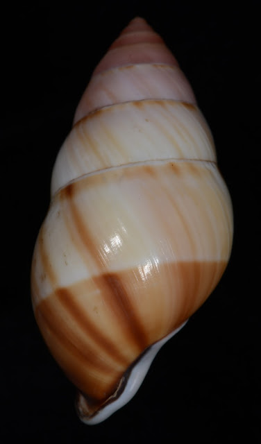 Dr. Lee's Gallery Museum: Amphidromus inversus annamiticus 56.25mm ...