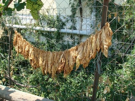 ΜΕΓΑΛΟ ΧΤΥΠΗΜΑ...!!! ΘΑ ΠΑΡΟΥΝ ΦΩΤΙΑ ΤΑ ΤΣΙΓΑΡΑ... +1 ΕΥΡΩ Ο ΚΑΠΝΟΣ ...
