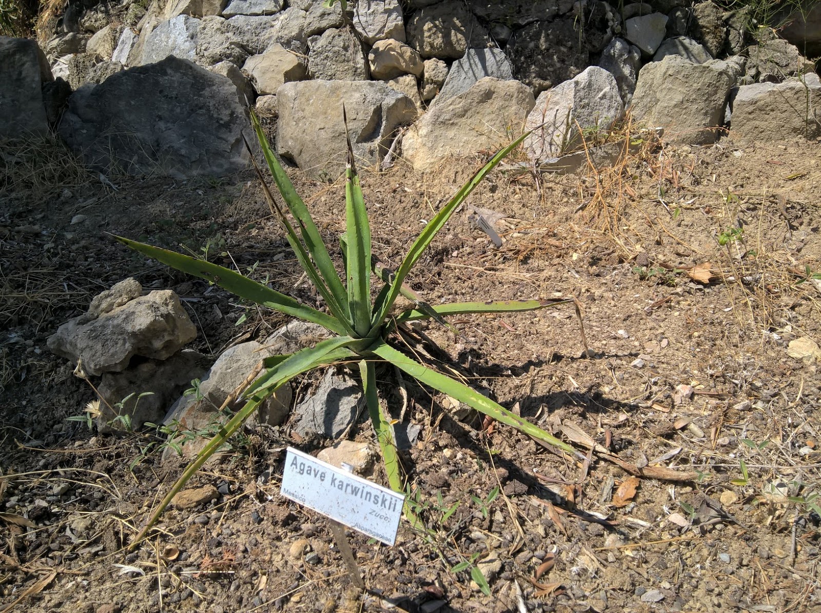 Agave : Come Riconoscere le Diverse Specie - Con Foto e Descrizione ...