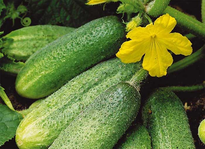 Magusad kurgid - Vanaema retseptisahtel - Kodused lood